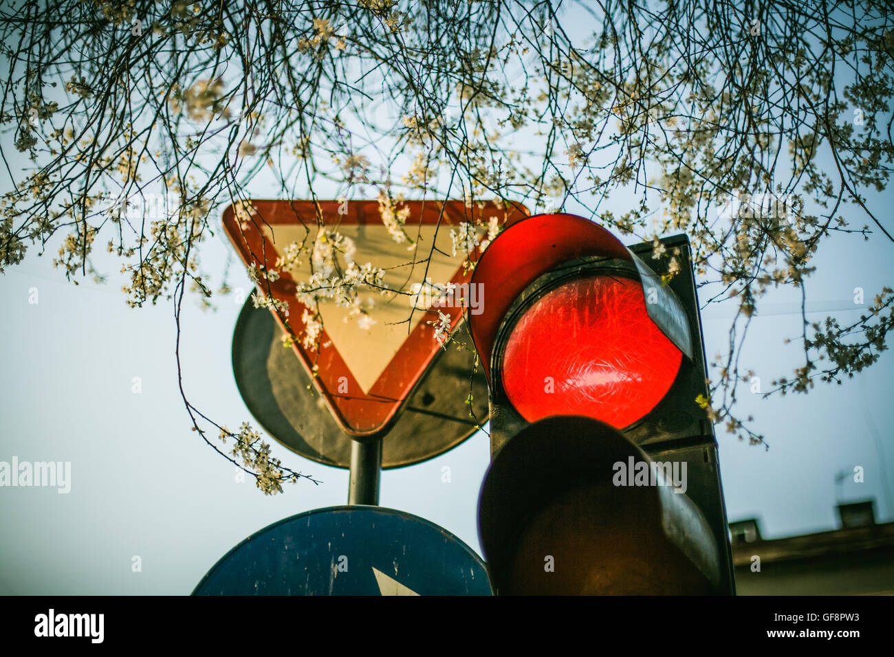 Traffic light and roadsign under a tree with white flowers Stock Photo ...