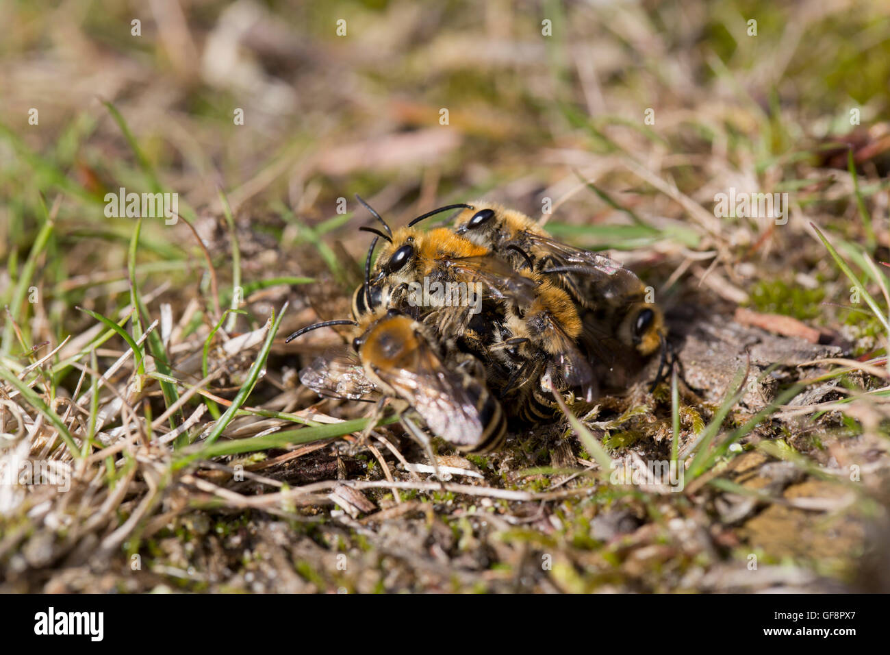 Ivy Mining Bee; Colletes hederae Several in Group Cornwall; UK Stock ...