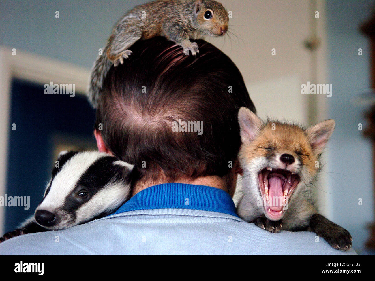 Cute fun badger uk hi-res stock photography and images - Alamy