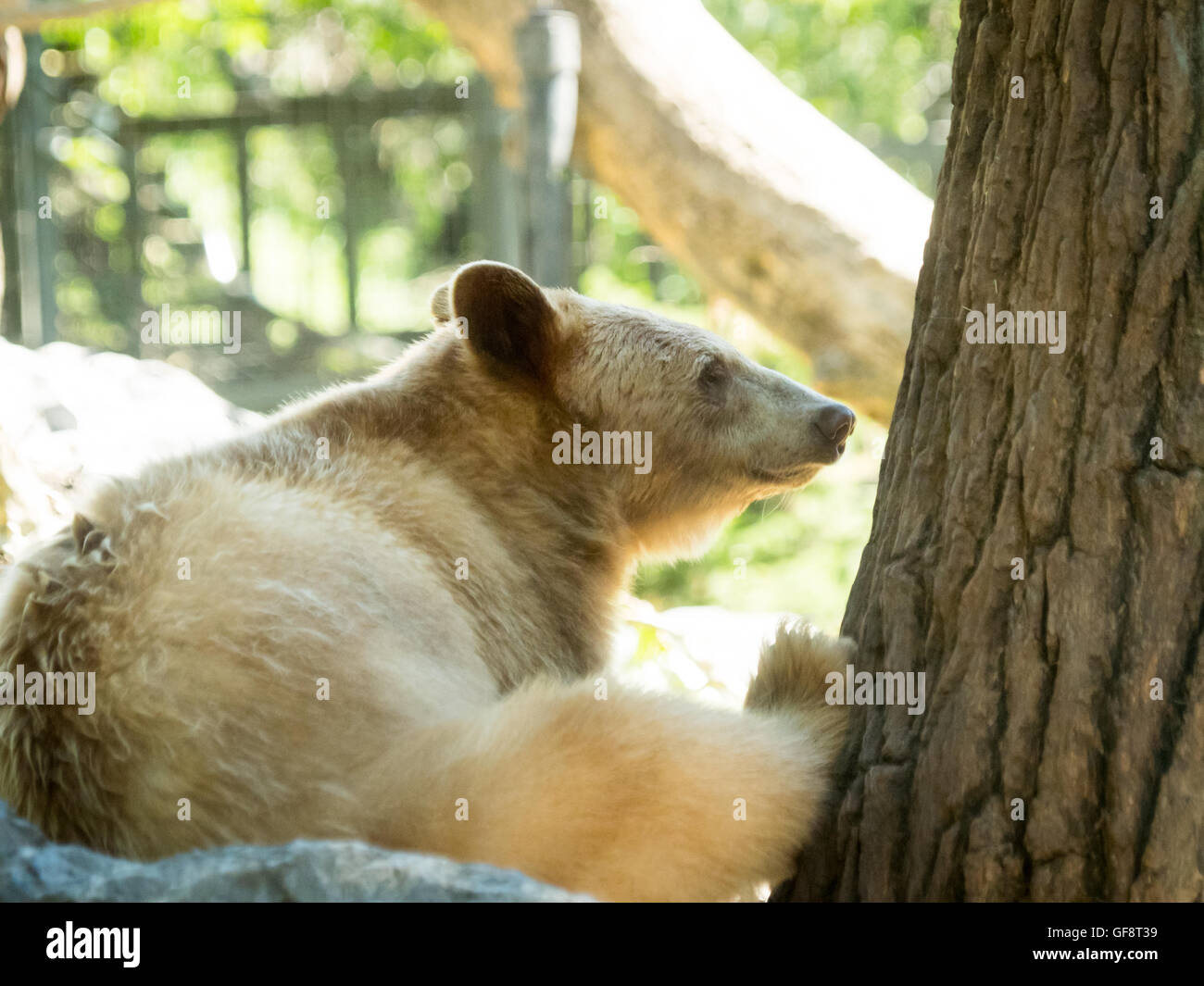 White spirit bear hi-res stock photography and images - Alamy