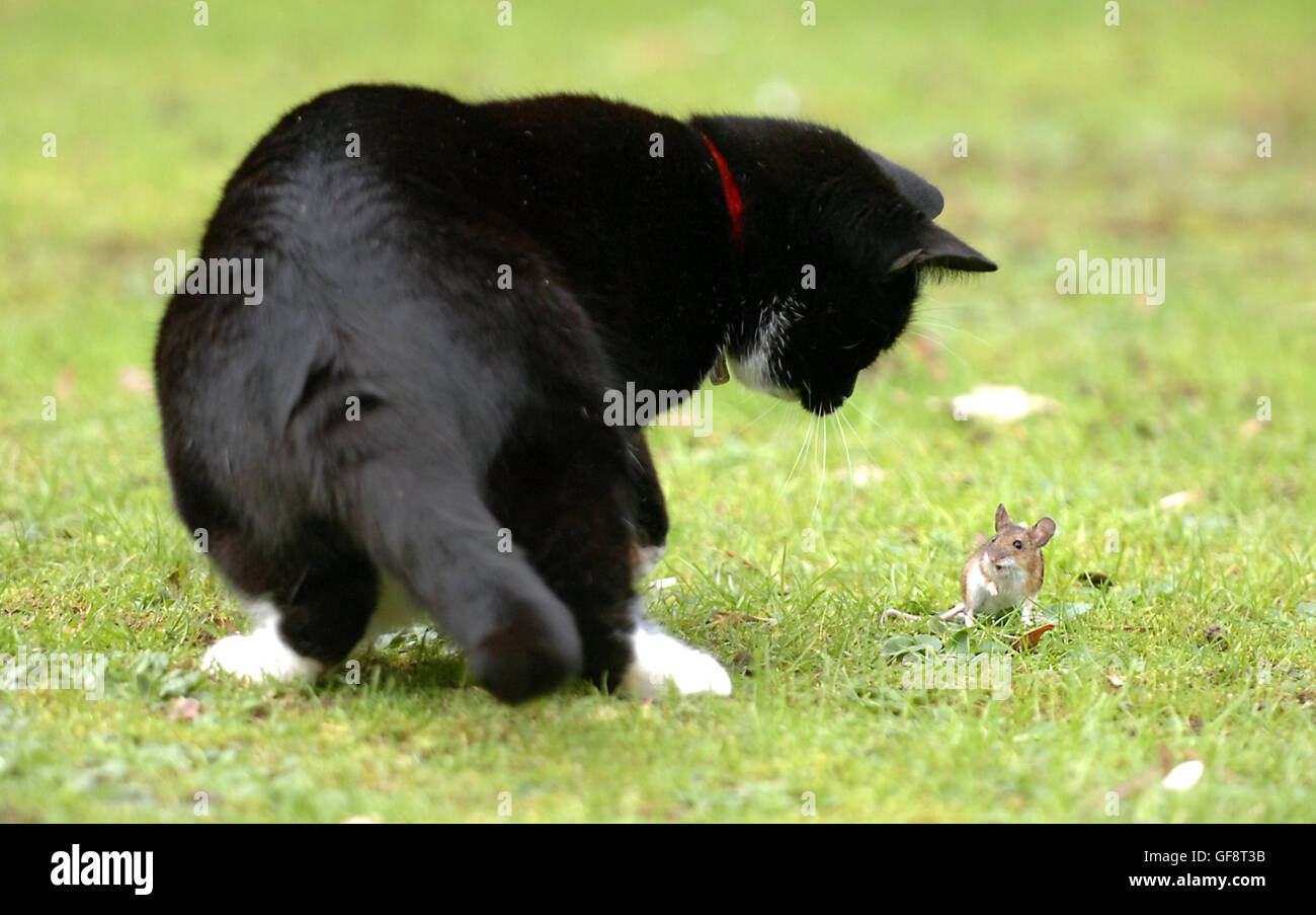 Pet crematorium hi-res stock photography and images - Alamy