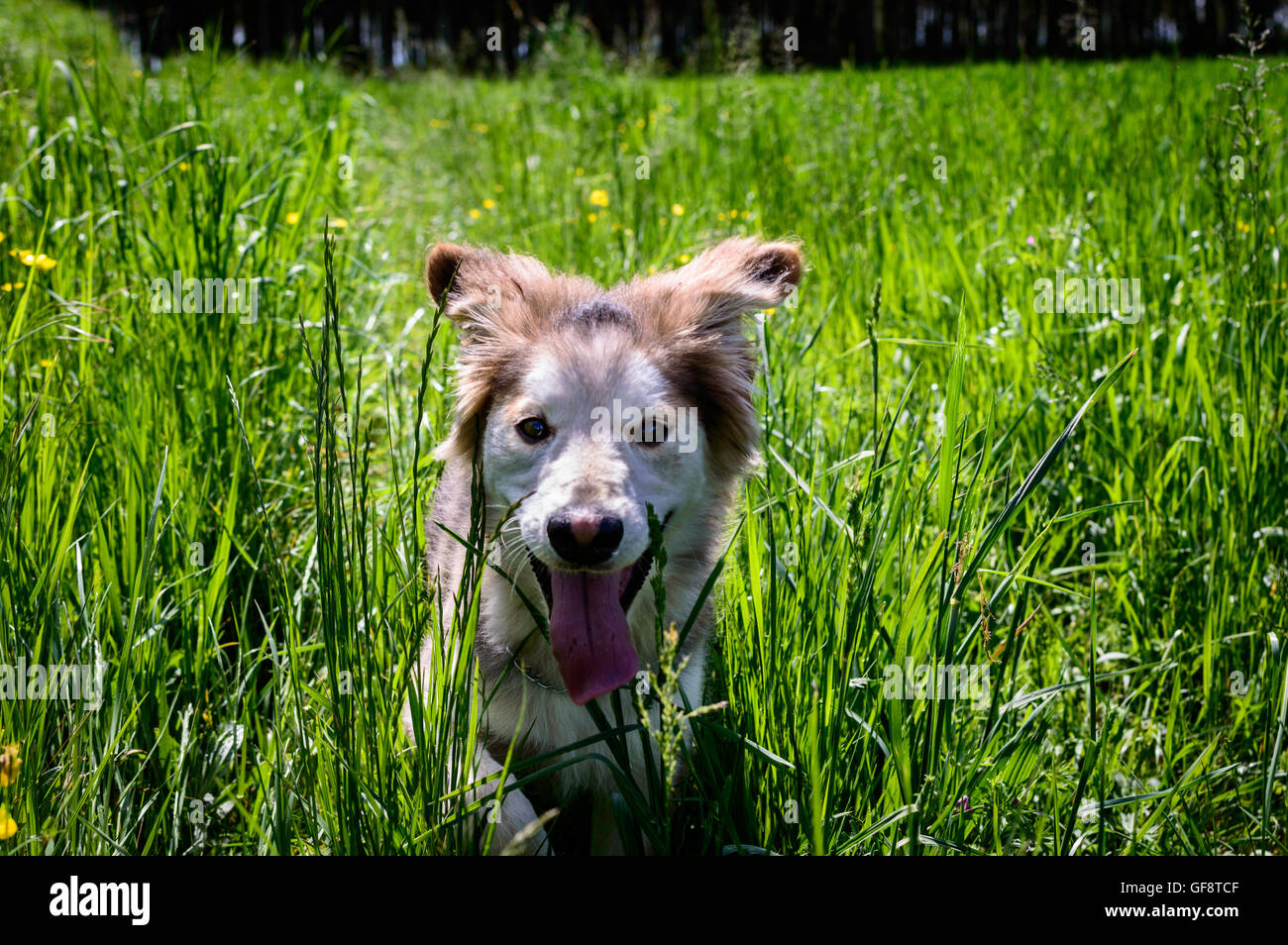 Dog running through tall grass Stock Photo - Alamy