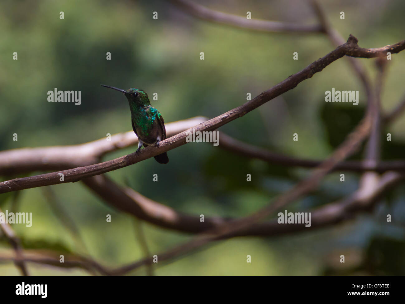 Hummingbird on a tree branch Stock Photo - Alamy