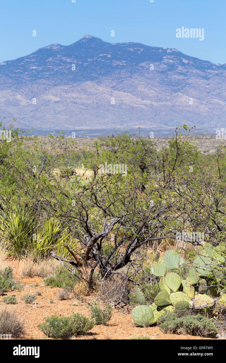 Rincon Peak rising above mesquite trees in the surrounding landscape ...
