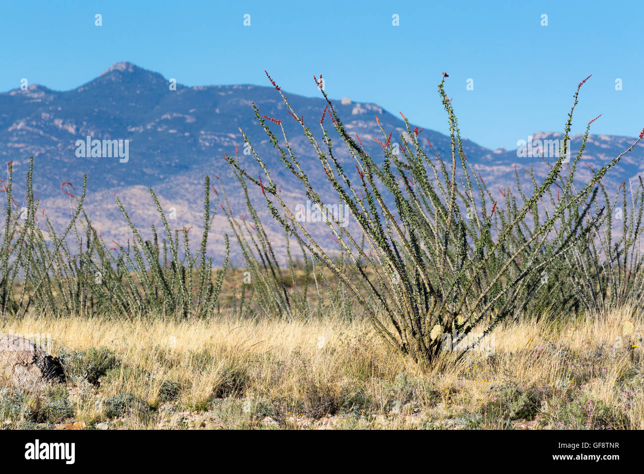 Ocotillo blooming hi-res stock photography and images - Alamy