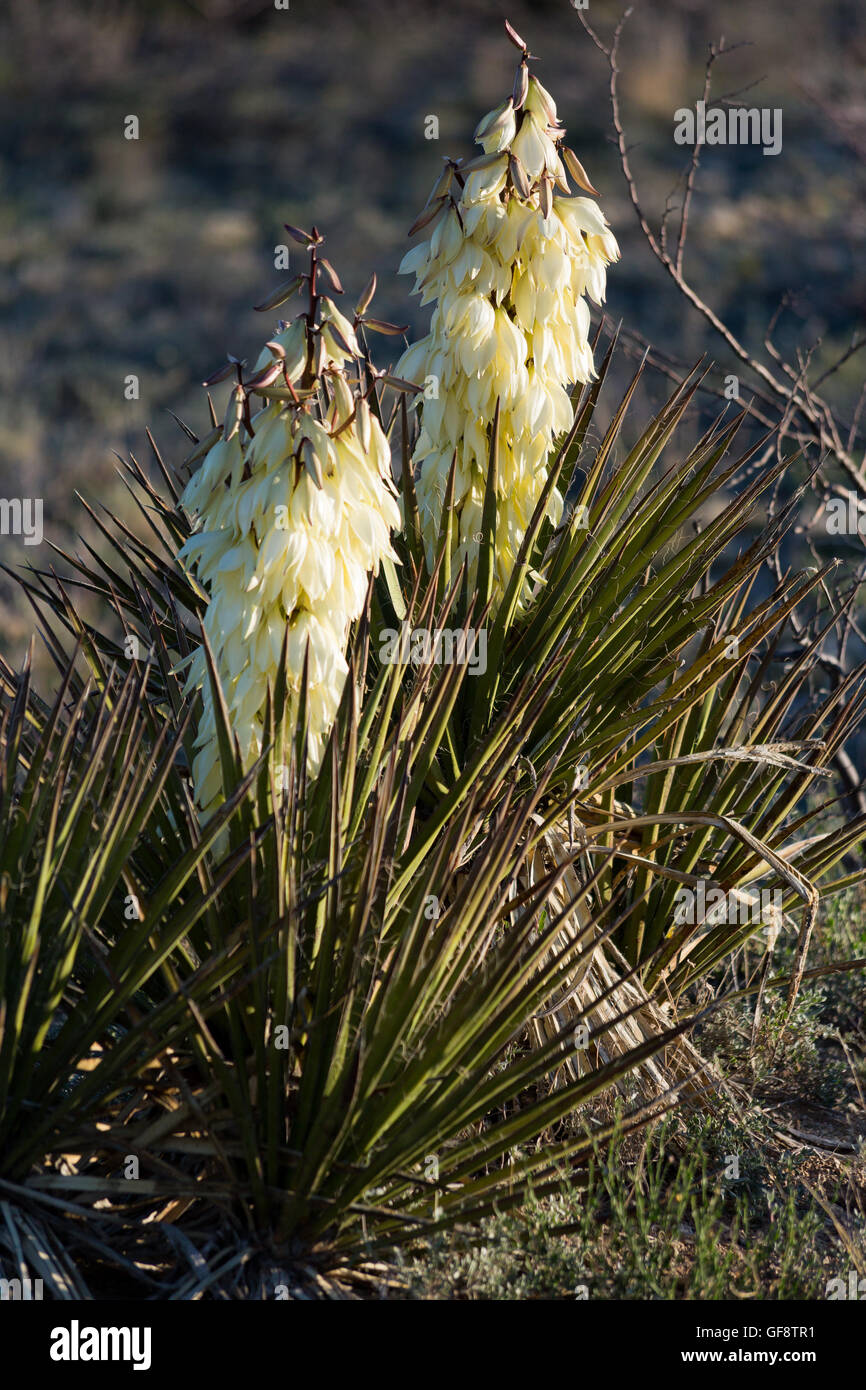 Yucca plants blooming in the spring season. Las Cienegas National ...