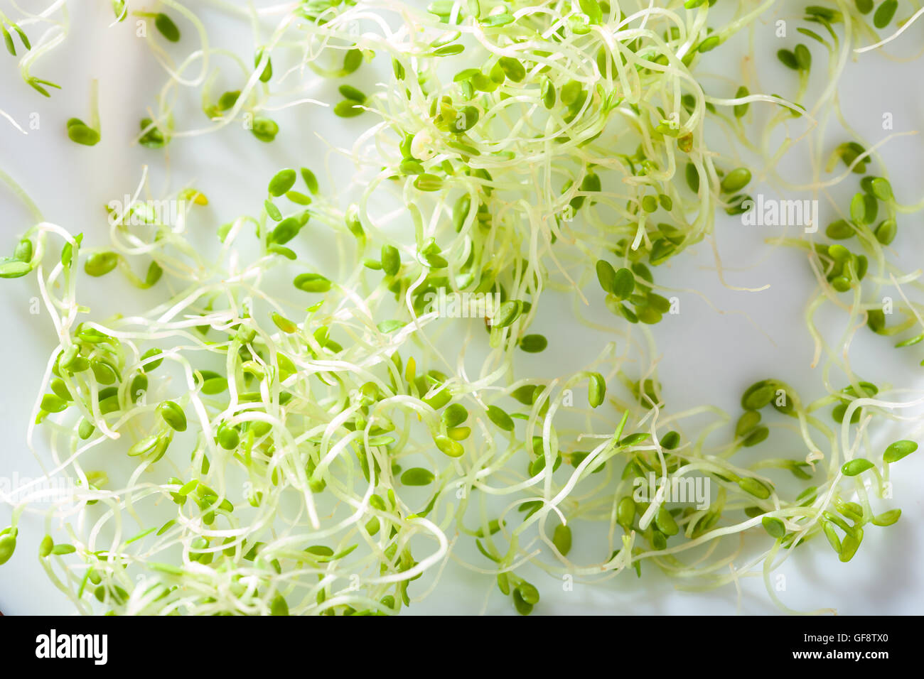 fresh clover sprouts healthy food Stock Photo - Alamy