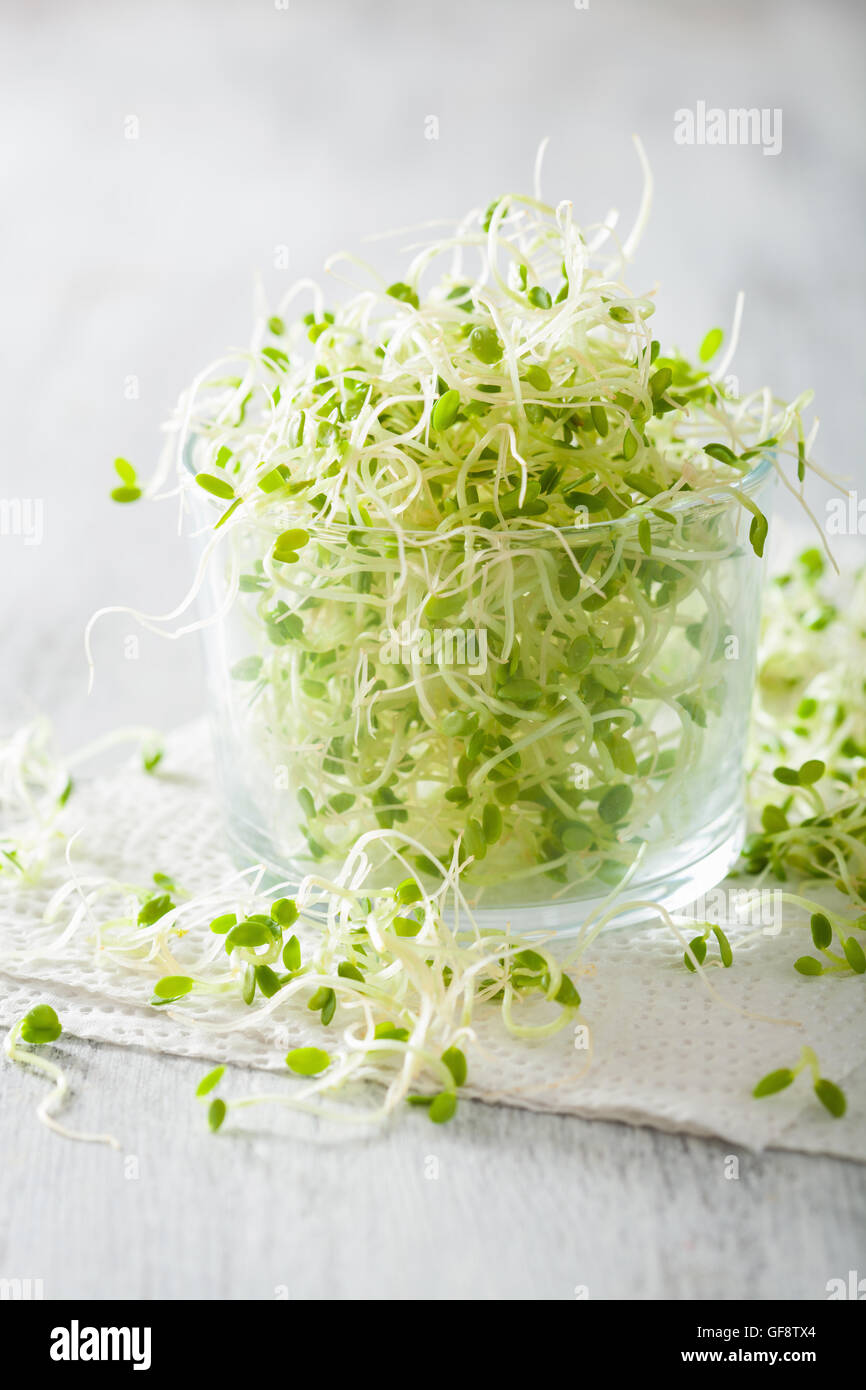 Clover sprouts hi-res stock photography and images - Alamy
