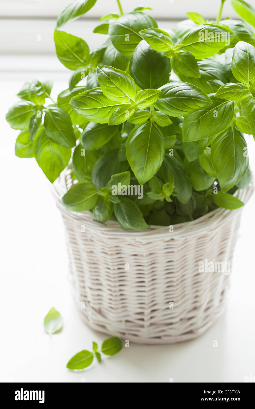 Basil herb hi-res stock photography and images - Alamy