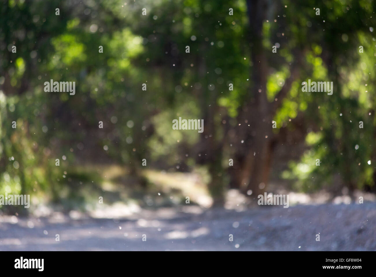 Cottonwood seeds floating through the air in the desert oasis along ...