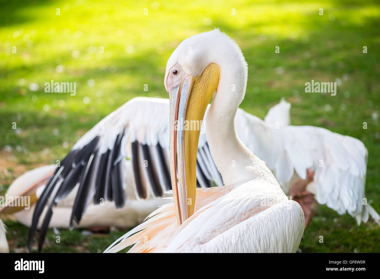pelecanus pelican pelicans rest resting Stock Photo - Alamy