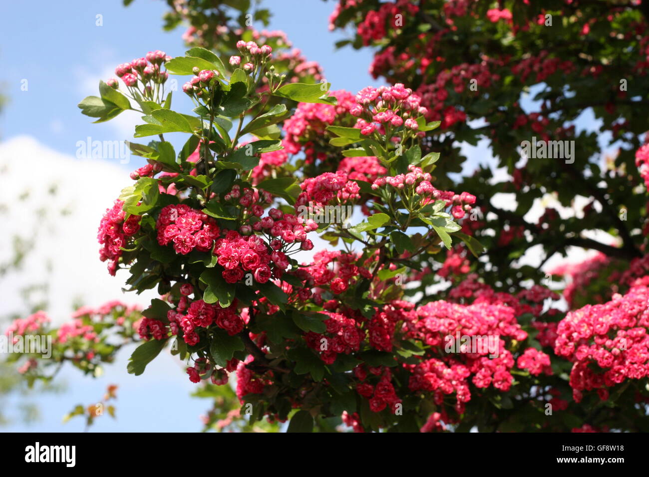 Hawthorn may tree hi-res stock photography and images - Alamy