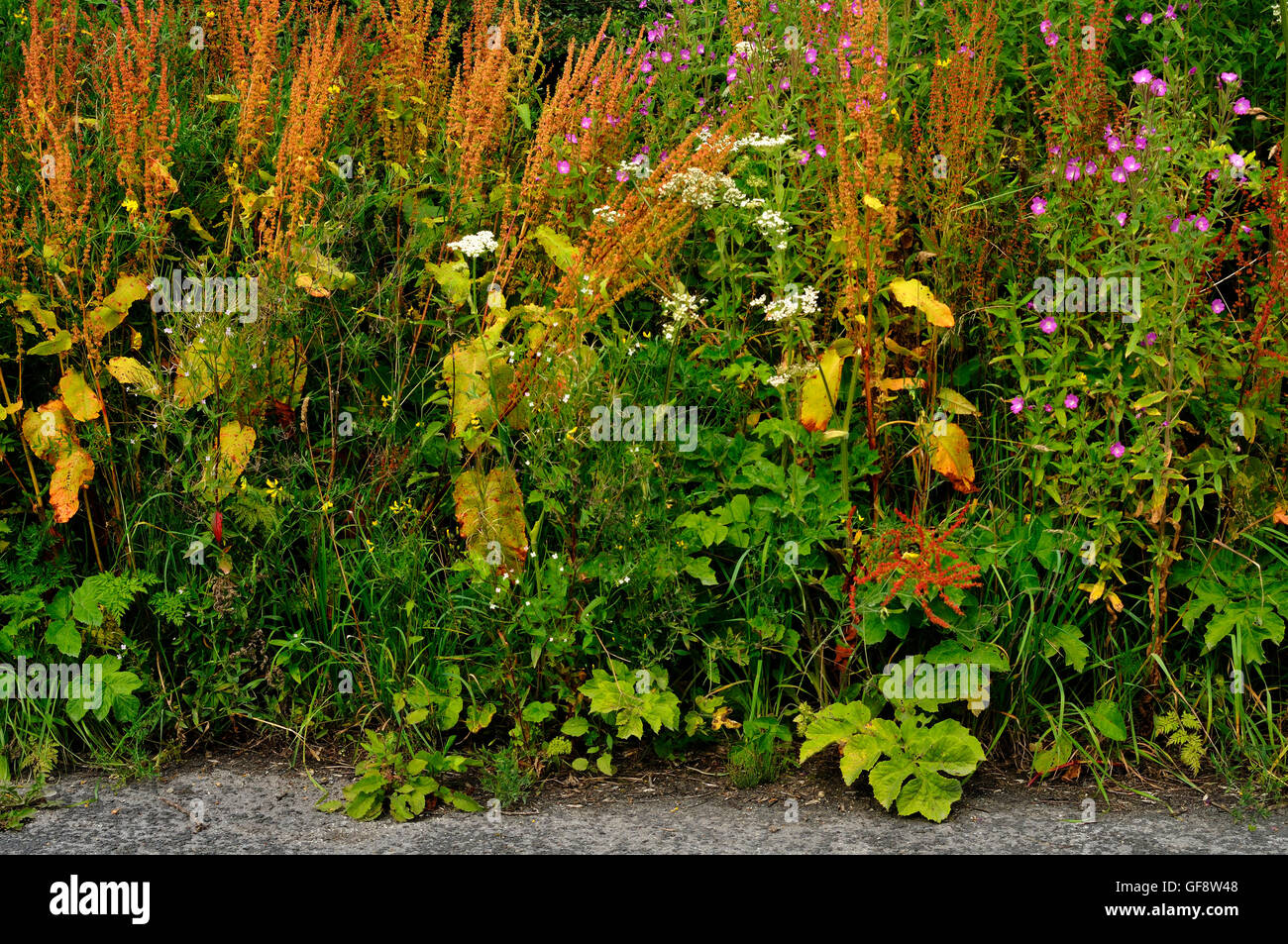 Hedgerow weeds hi-res stock photography and images - Alamy