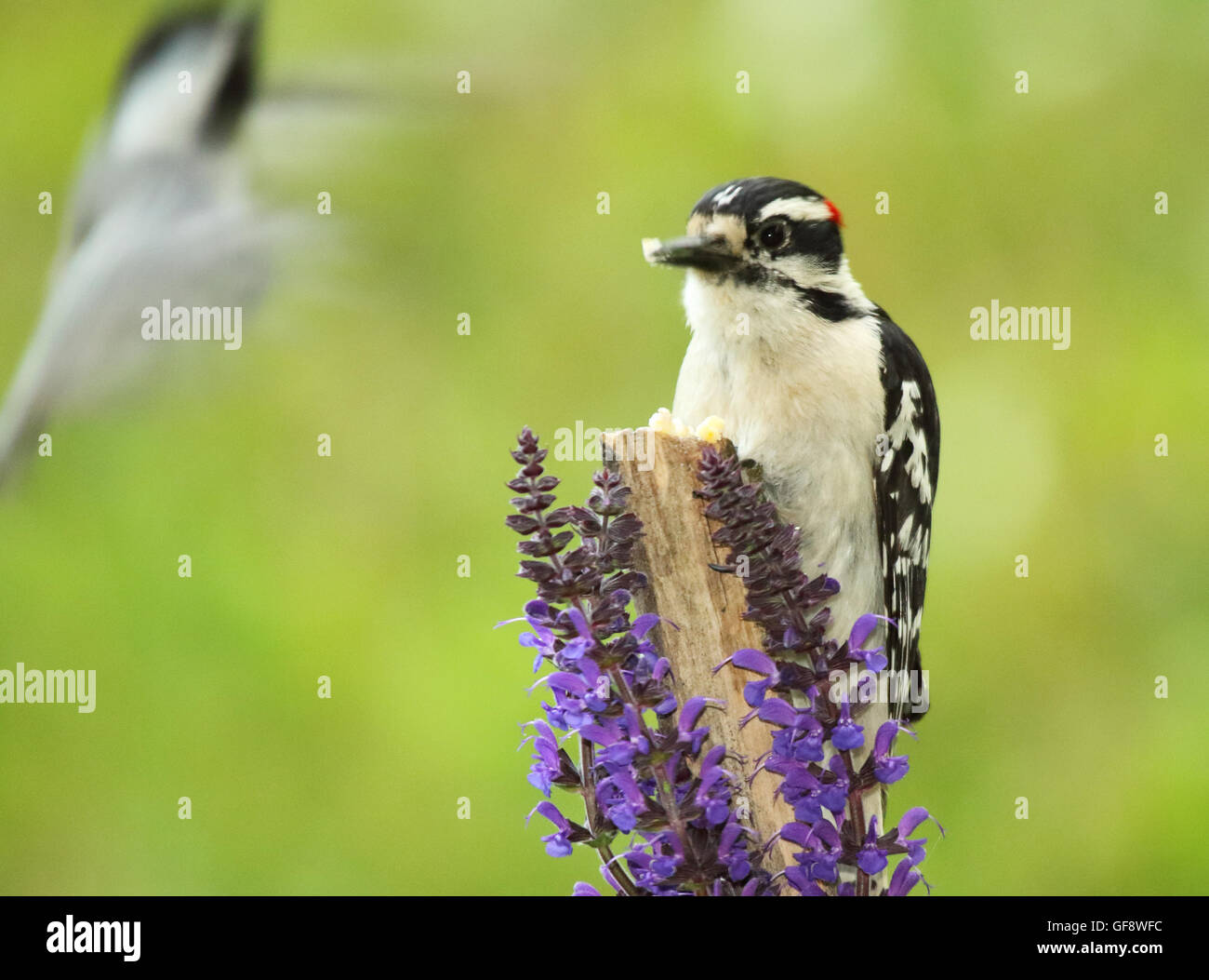 A Downy Woodpecker watching a Black-capped Chickadee fly by Stock Photo ...