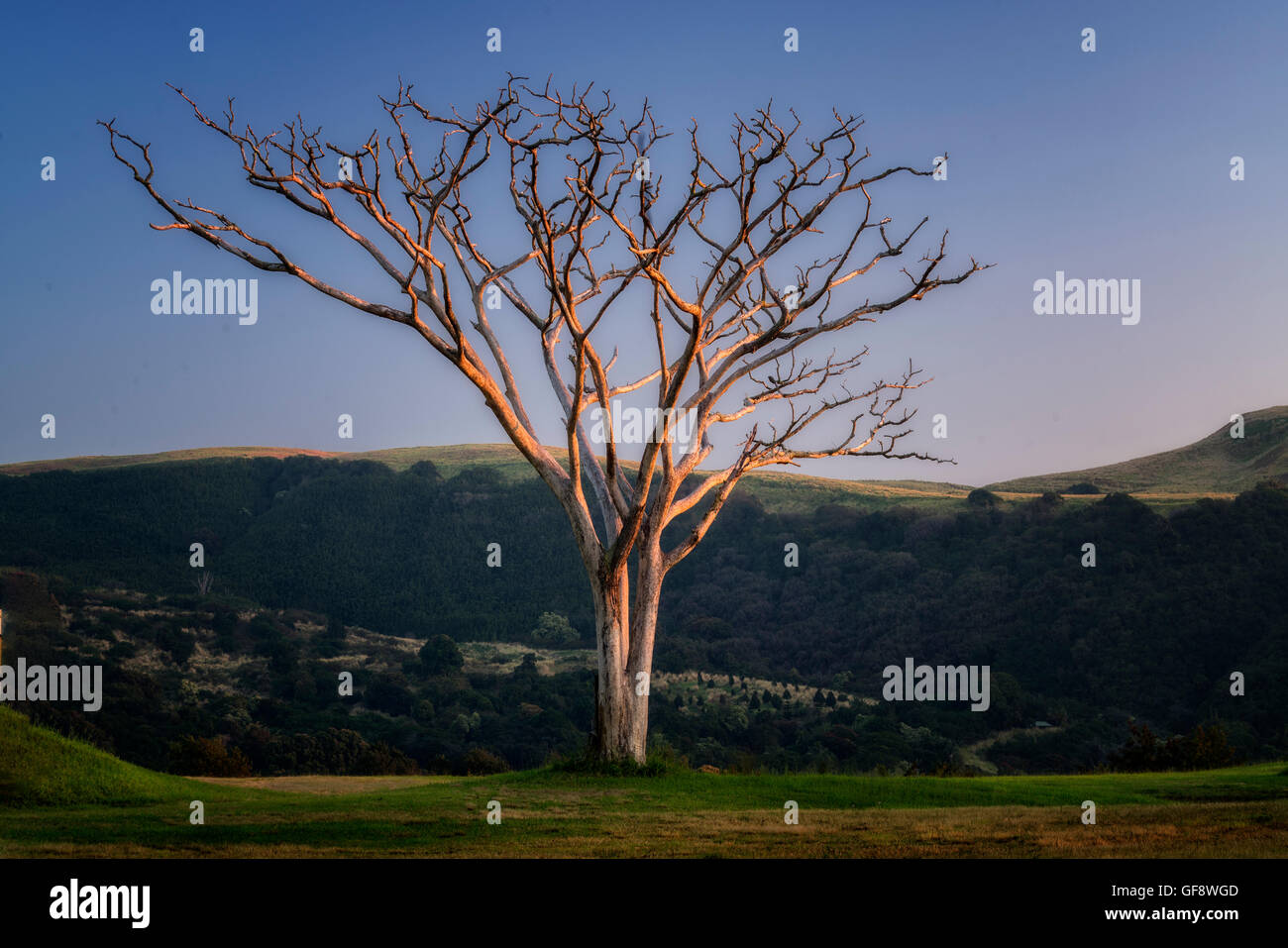 Monkey Pod Tree Hawaii Tropical High Resolution Stock Photography and ...