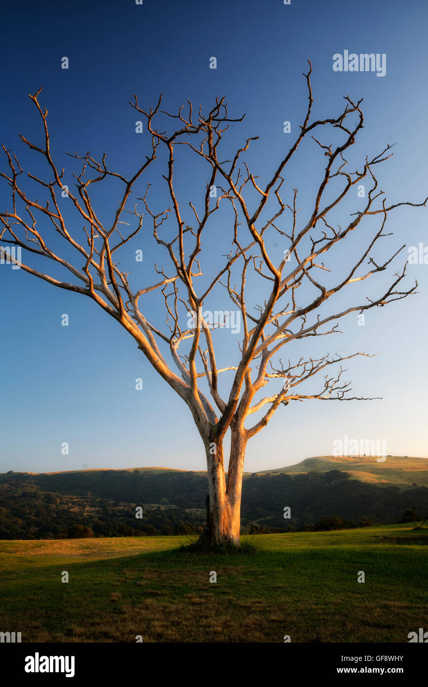 Monkey Pod Tree Hawaii Tropical High Resolution Stock Photography and ...