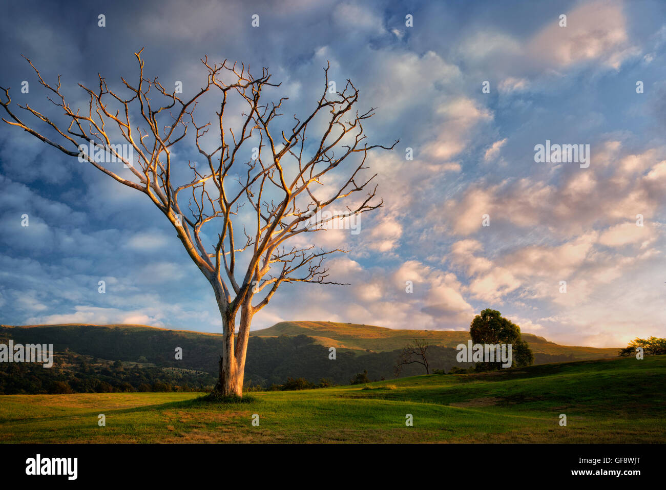 Monkey Pod Tree Hawaii Tropical High Resolution Stock Photography and ...