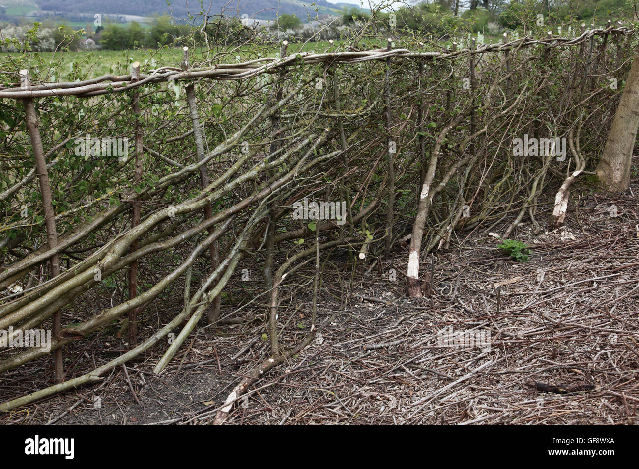 Cutting hedgerow hi-res stock photography and images - Alamy