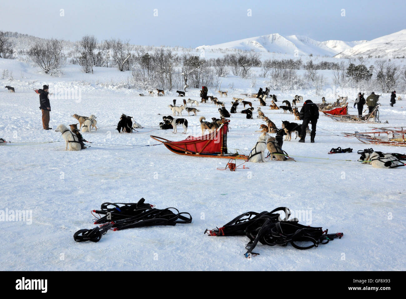 Norway, Tromso, sled dog Stock Photo - Alamy