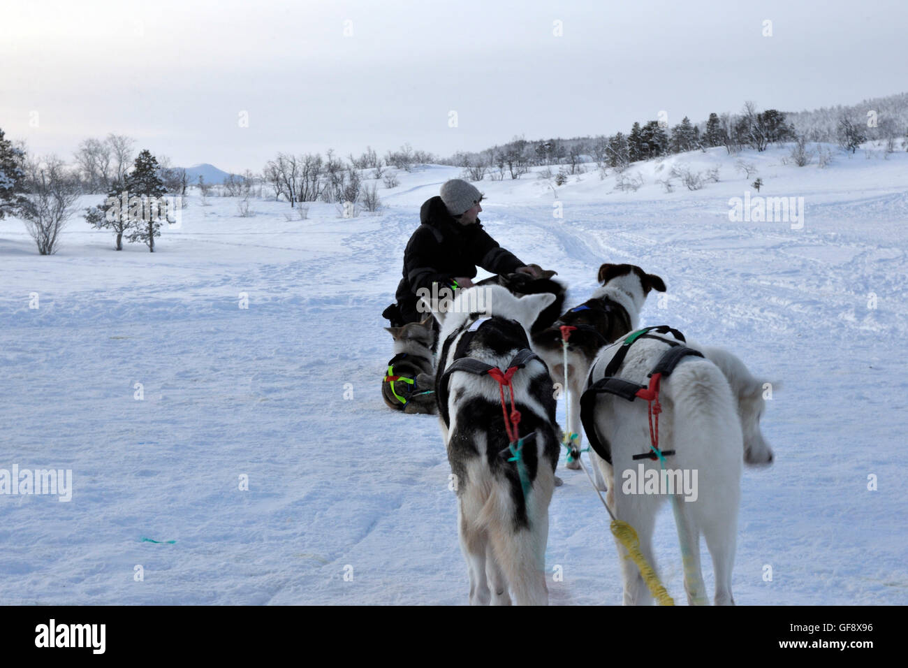 Norway, Tromso, sled dog Stock Photo - Alamy