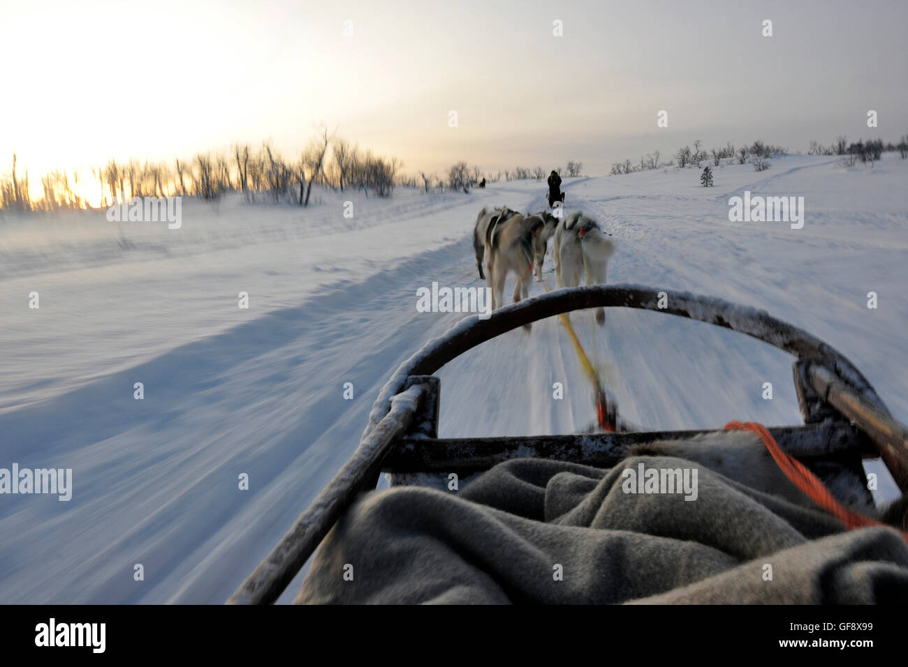 Norway, Tromso, sled dog Stock Photo - Alamy