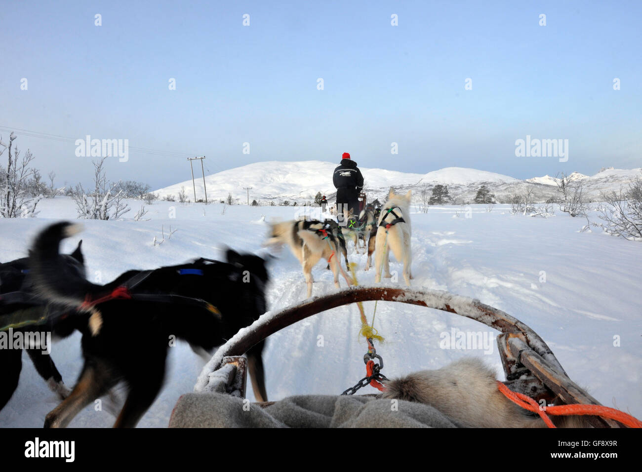 Norway, Tromso, sled dog Stock Photo - Alamy