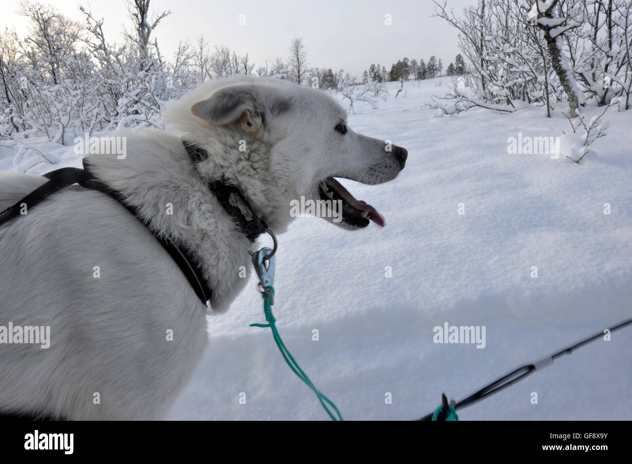 Norway, Tromso, sled dog Stock Photo - Alamy