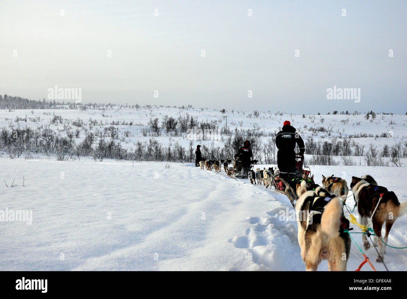 Norway, Tromso, sled dog Stock Photo - Alamy