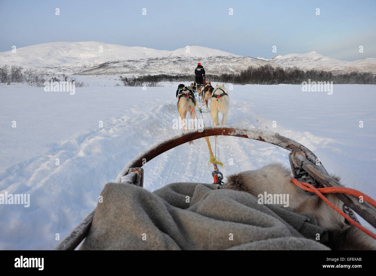 Norway, Tromso, sled dog Stock Photo - Alamy