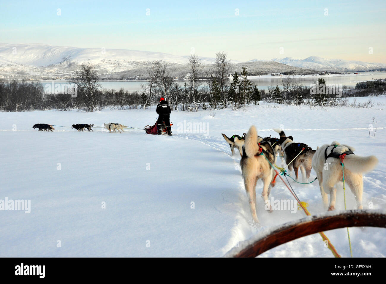 Norway, Tromso, sled dog Stock Photo - Alamy