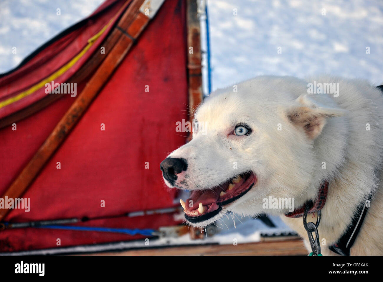 Norway, Tromso, sled dog Stock Photo - Alamy