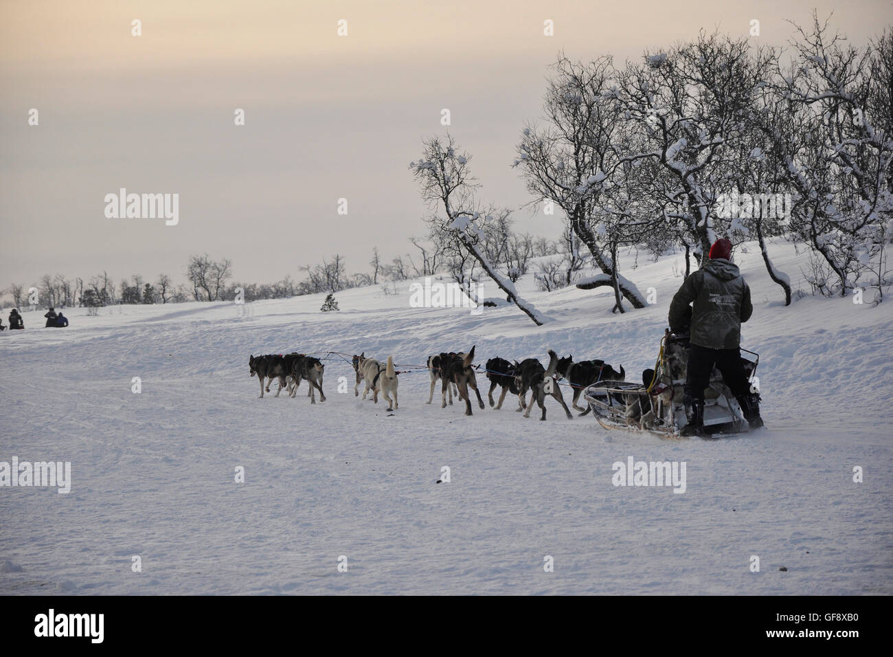 Norway, Tromso, sled dog Stock Photo - Alamy