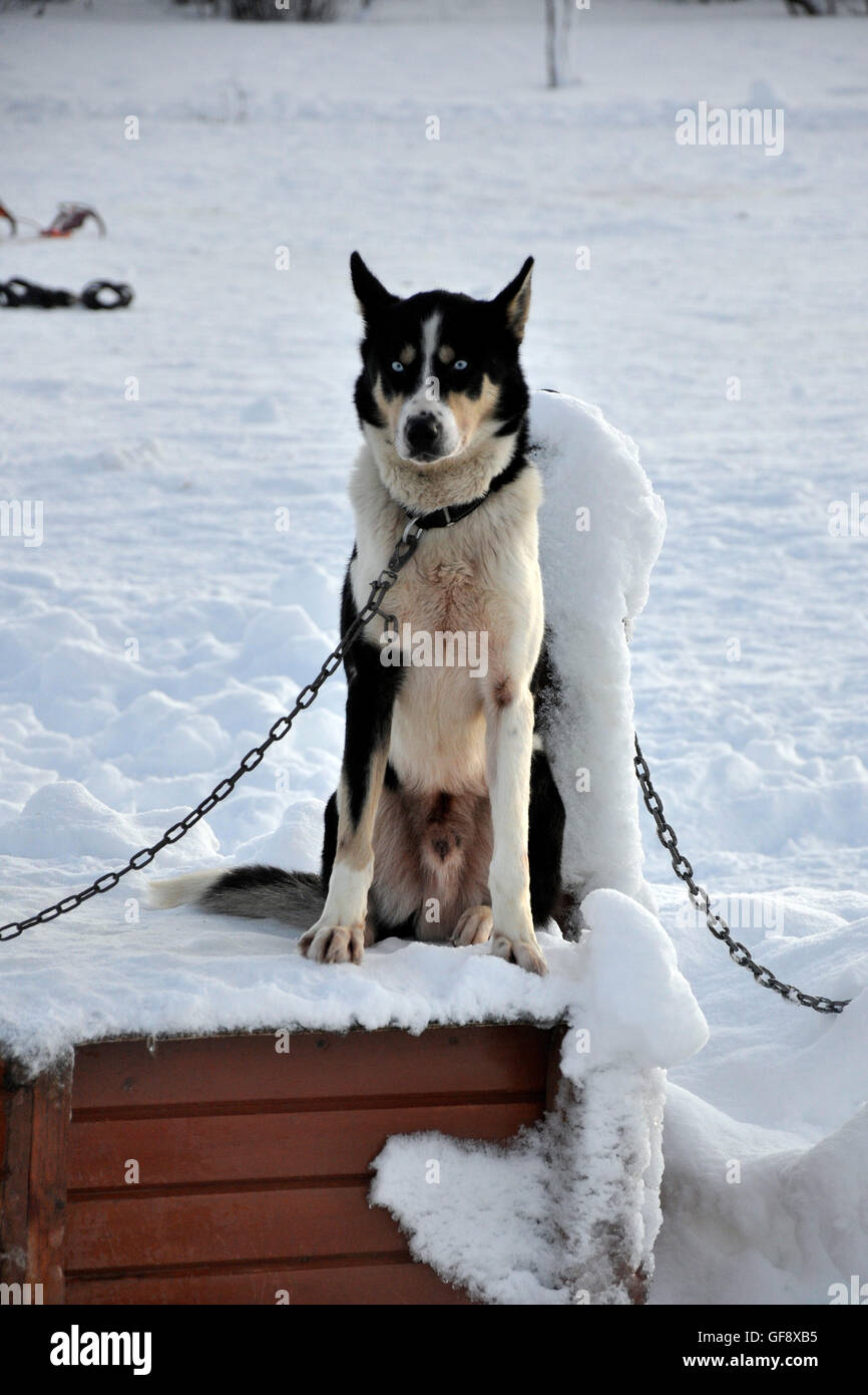 Norway, Tromso, sled dog Stock Photo - Alamy