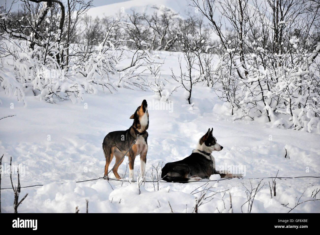Norway, Tromso, sled dog Stock Photo - Alamy