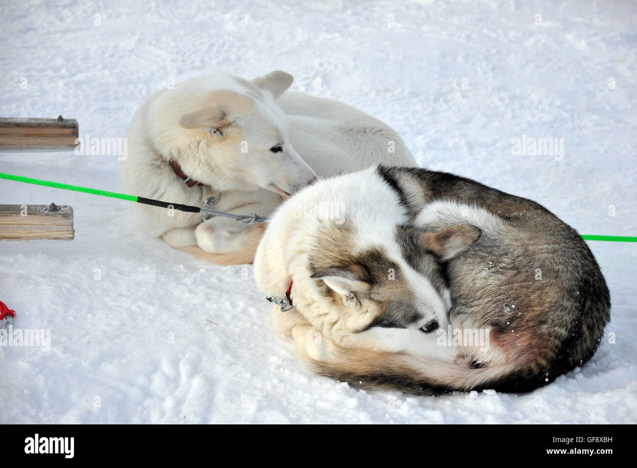 Norway, Tromso, sled dog Stock Photo - Alamy