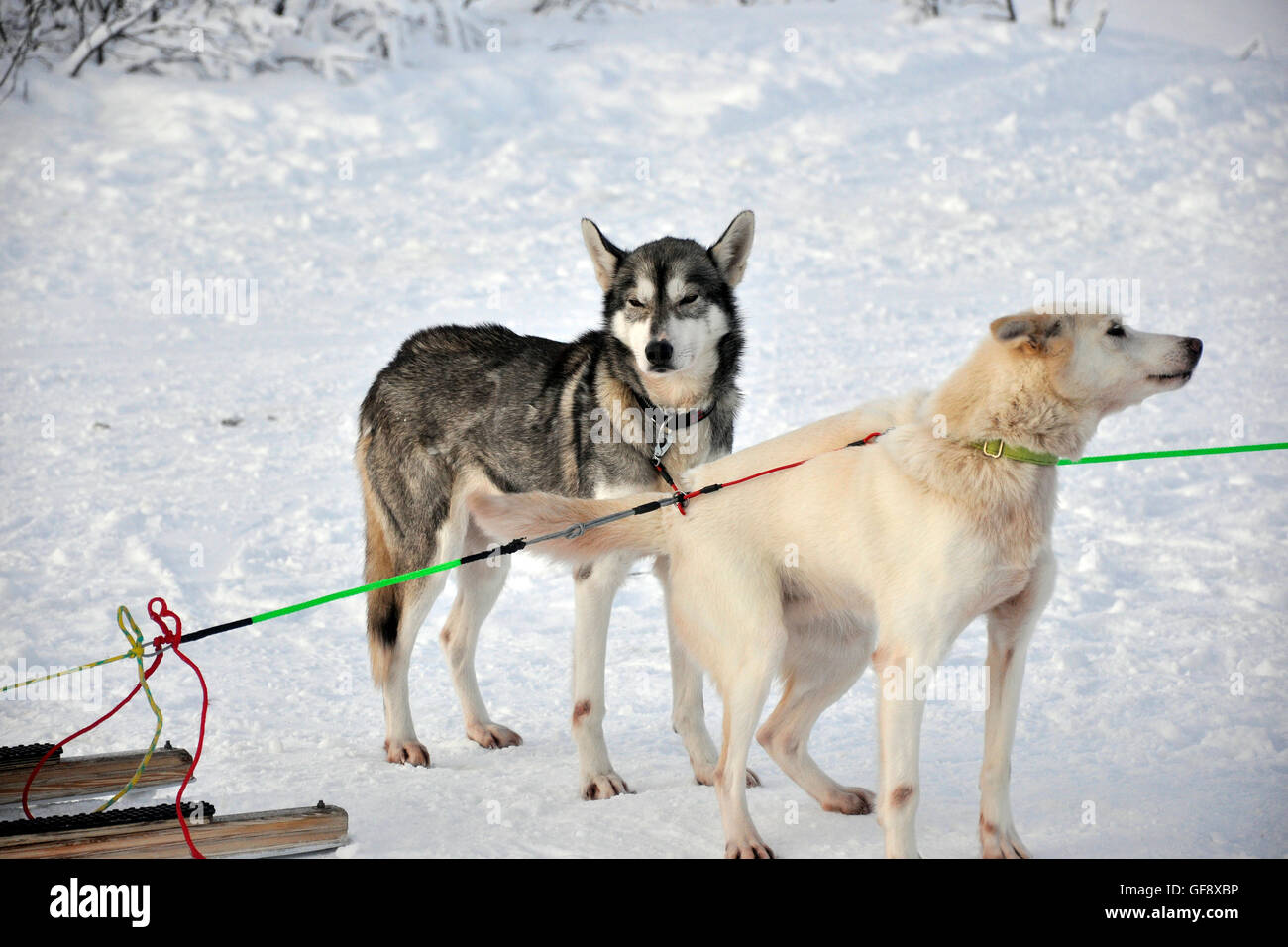 Norway, Tromso, sled dog Stock Photo - Alamy