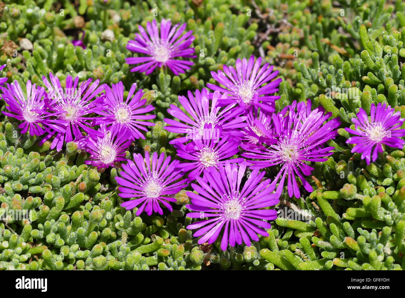 Ice plant family hi-res stock photography and images - Alamy