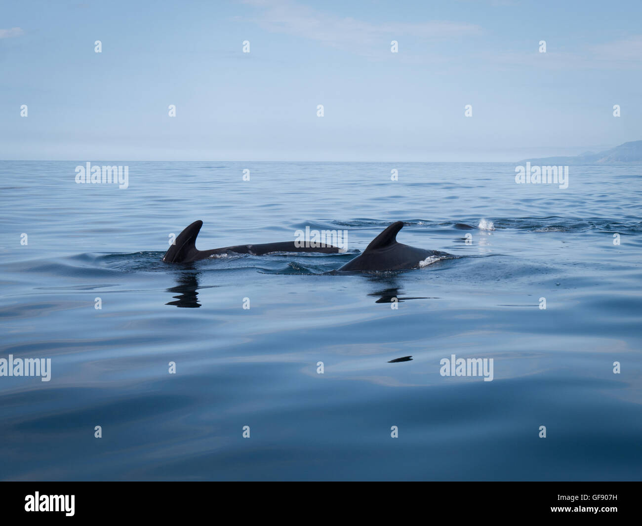 Pod of pilot whales showing their dorsal fins in calm water in the Gulf ...
