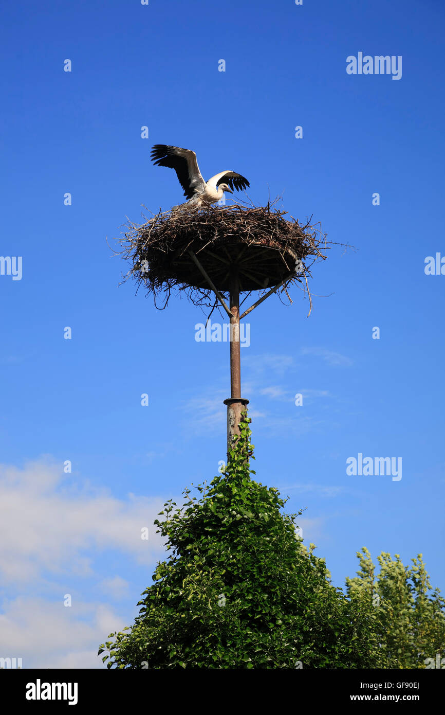 Stork nest in schleswig holstein lake hi-res stock photography and ...
