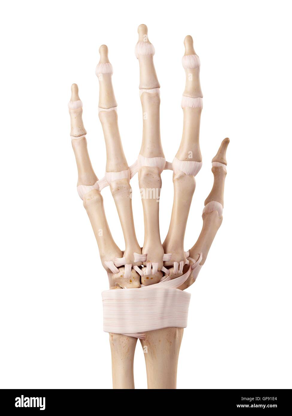 Human hand anatomy, illustration Stock Photo - Alamy