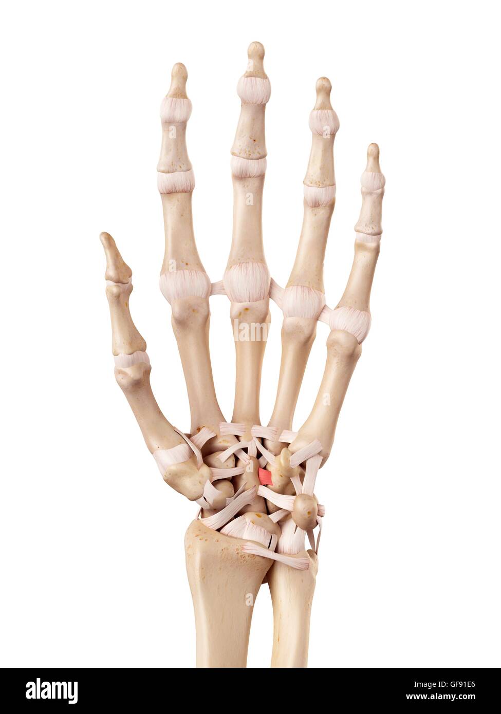 Human hand anatomy, illustration Stock Photo - Alamy