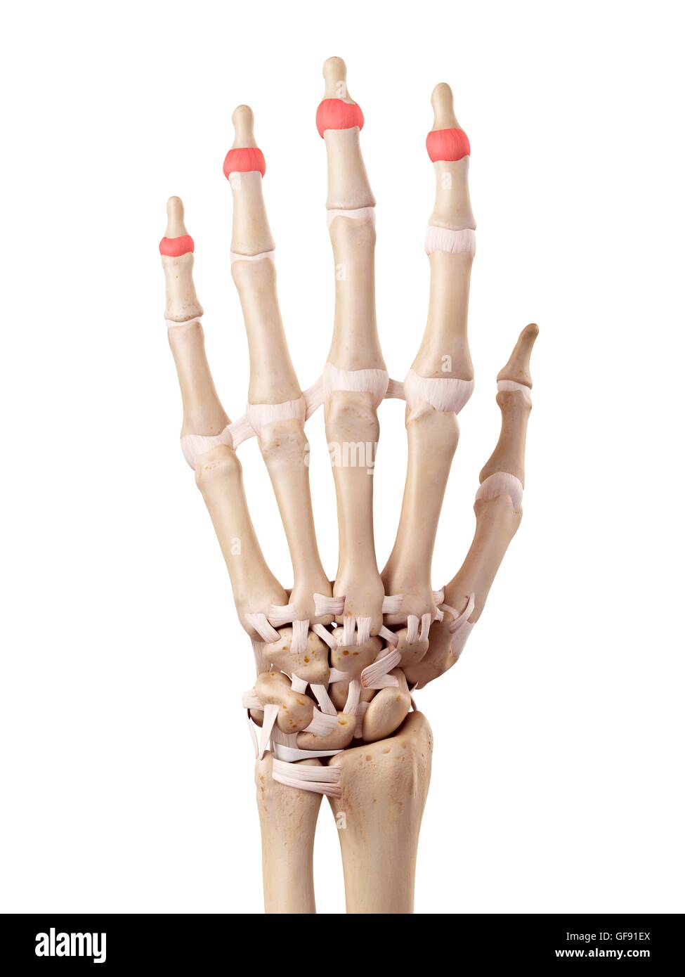 Human hand anatomy, illustration Stock Photo - Alamy