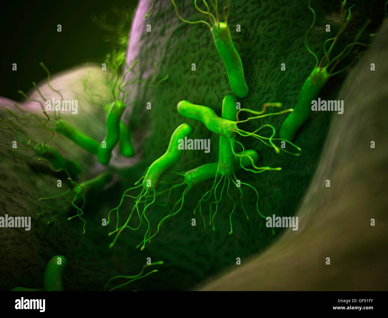 Helicobacter pyloris bacteria, illustration Stock Photo - Alamy