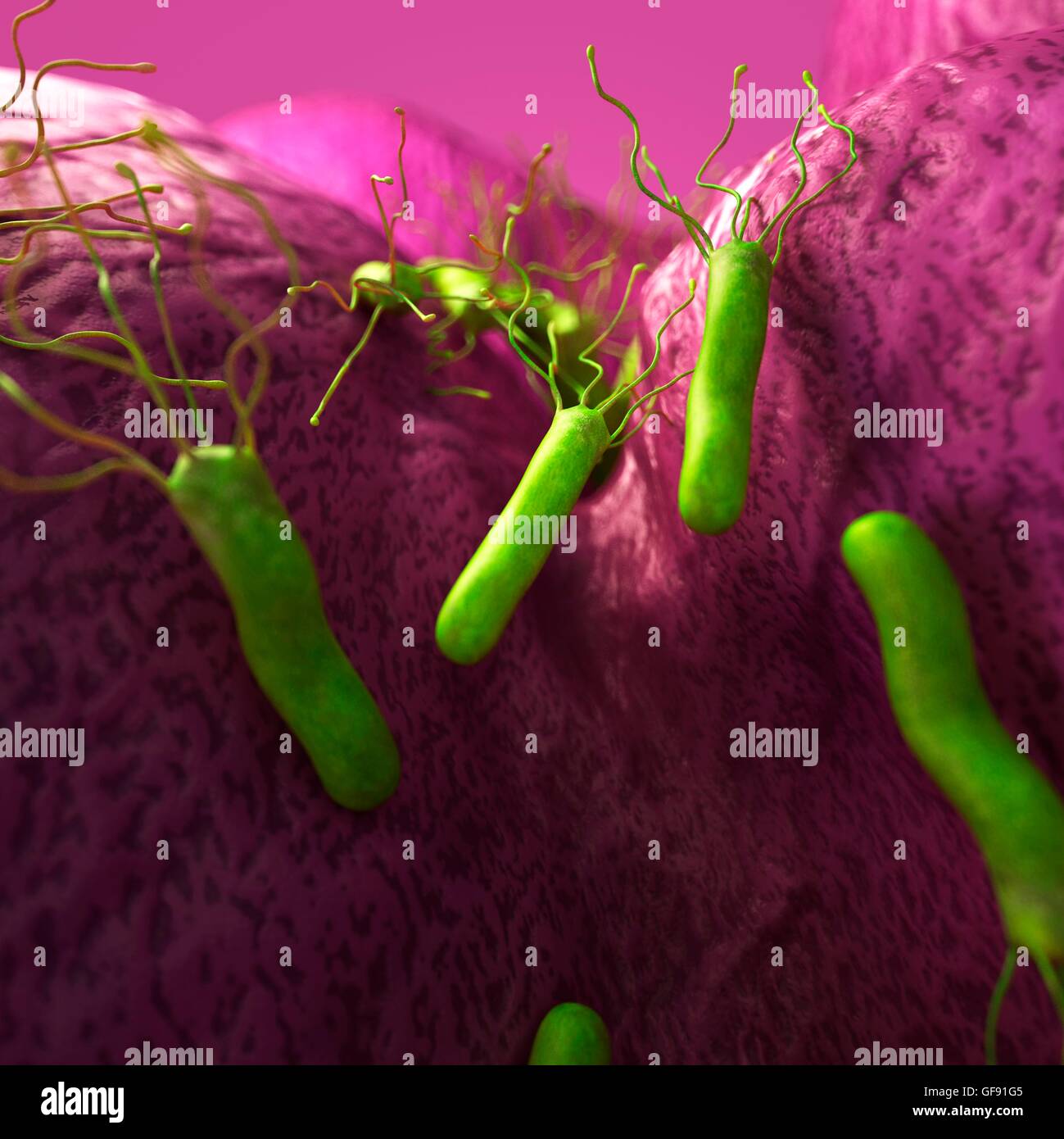 Bacillus cereus bacteria illustration hi-res stock photography and ...