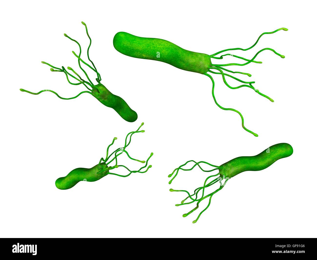 Helicobacter pyloris bacteria, illustration Stock Photo - Alamy