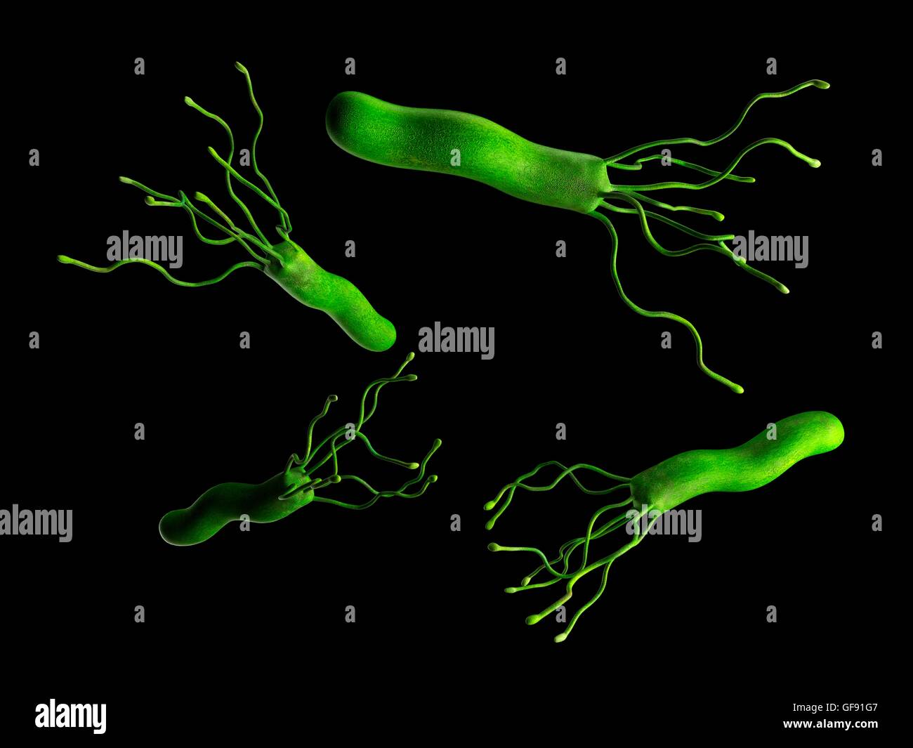 Helicobacter pyloris bacteria, illustration Stock Photo - Alamy
