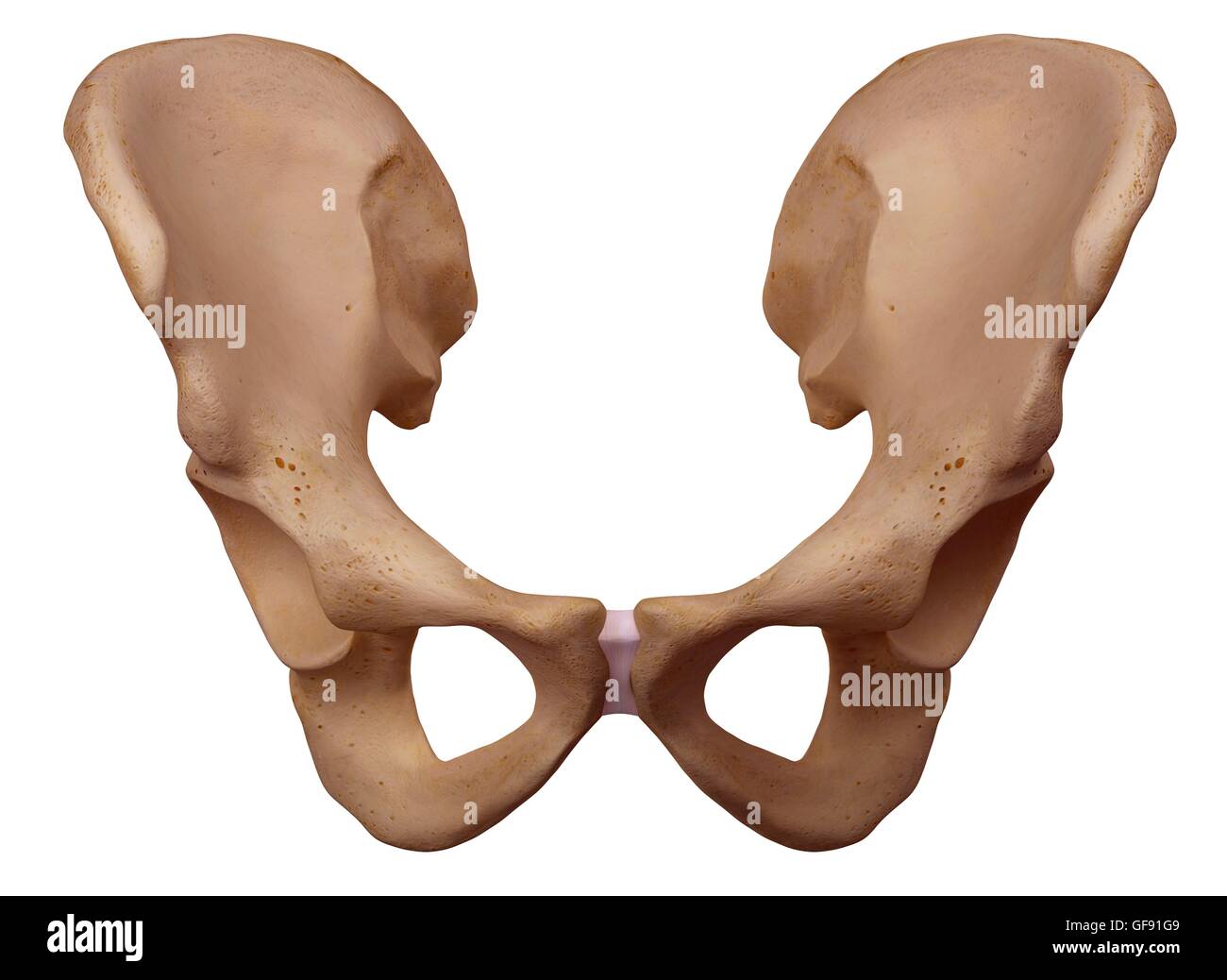 Human hip bone, illustration Stock Photo - Alamy