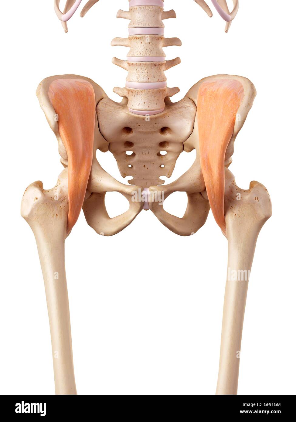 Human hip muscles, illustration Stock Photo - Alamy
