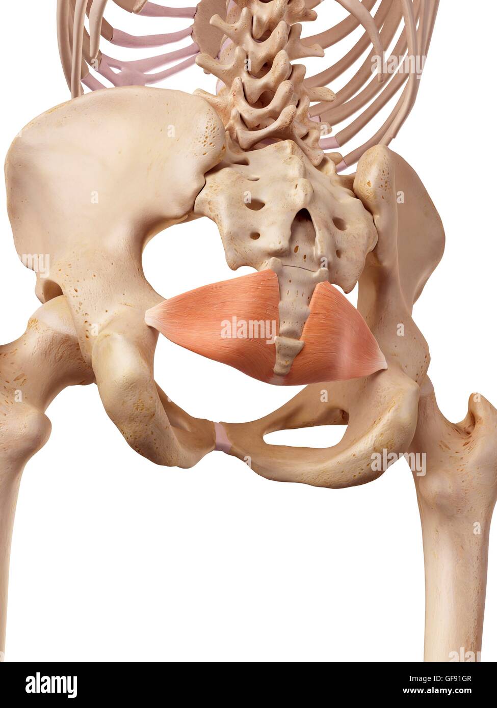 Human hip muscles, illustration Stock Photo - Alamy