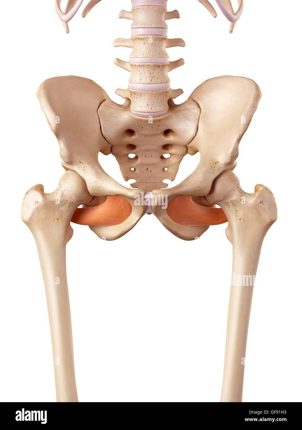 Pelvic bone structure hi-res stock photography and images - Alamy